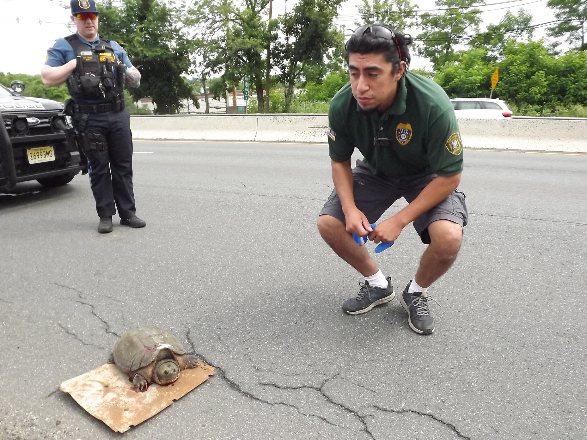 Injured Snapping Turtle Blocks Traffic on Route 208