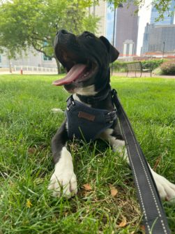 Clean Up After Your Dog: What New Jersey Law Says and Why It Matters