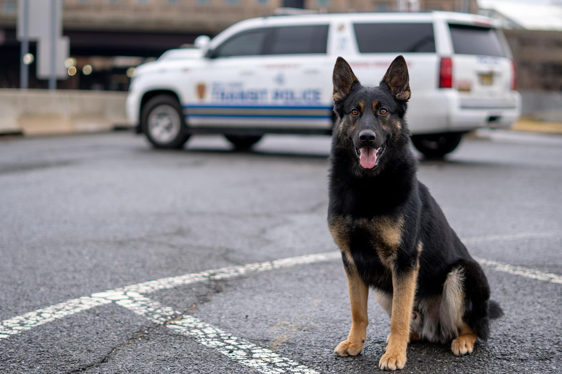 NJ TRANSIT POLICE Introduces the newest NJTPD K9s!