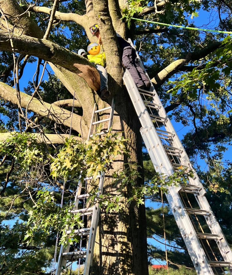 Morning Rescue Of Arborist In Fair Lawn Morning Rescue Of Arborist In Fair Lawn